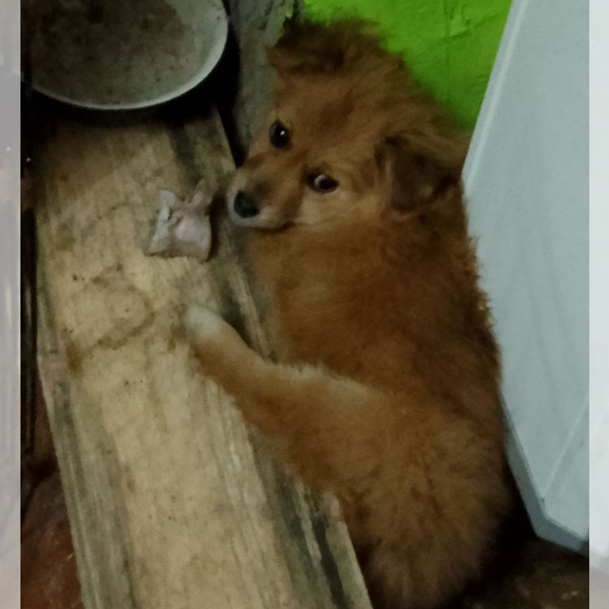 Померанский шпиц, щенок