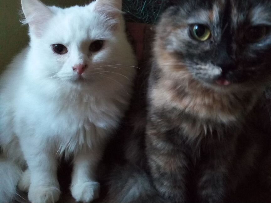 Кошка в дар