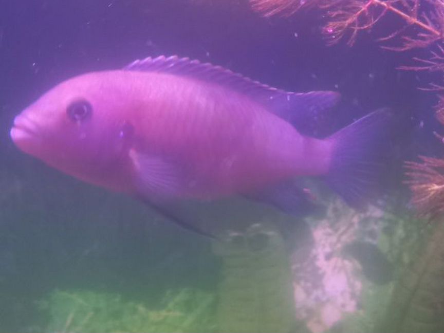 Цихлиды дельфины