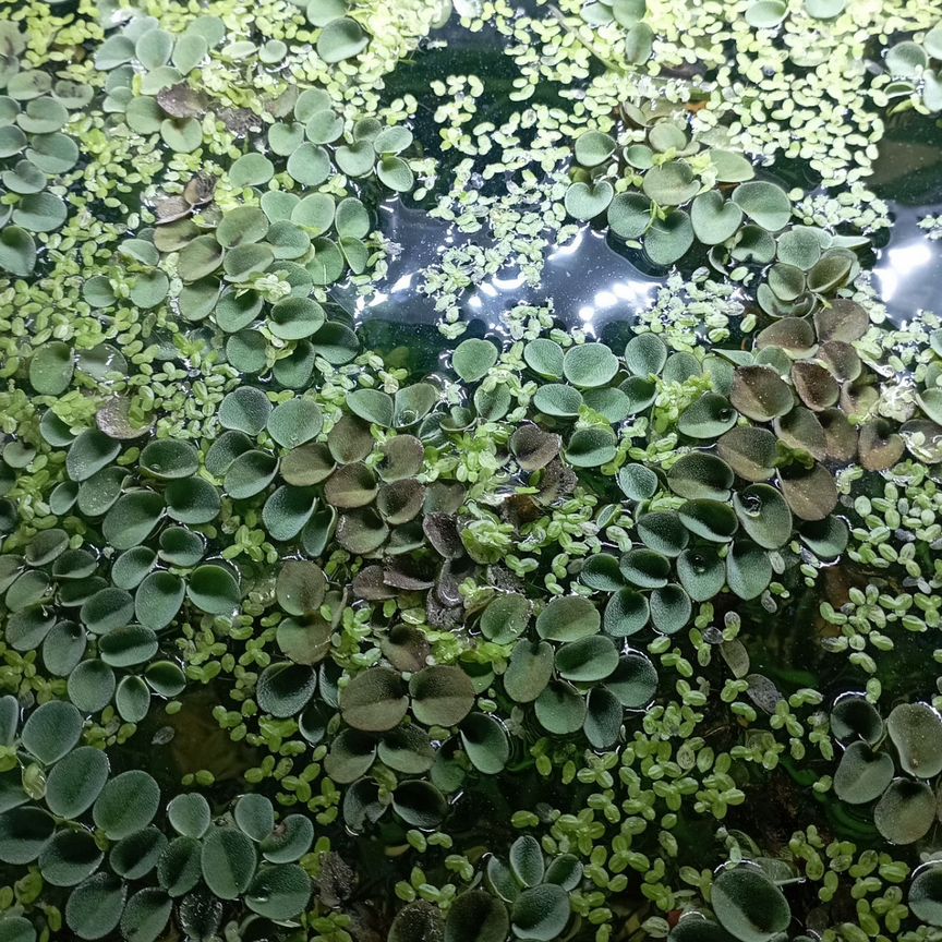 Растения для аквариума плавающие