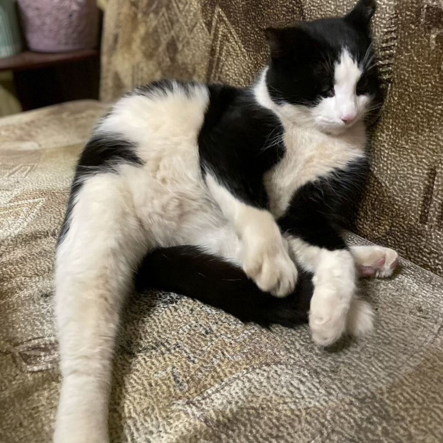 Кот