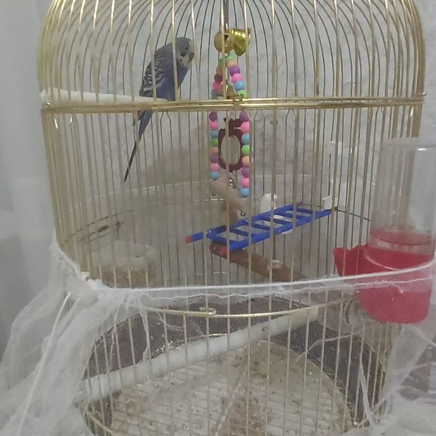 Волнистый попугай