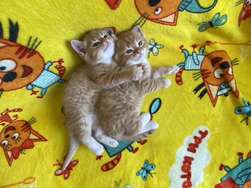 Чудесные котята малыши
