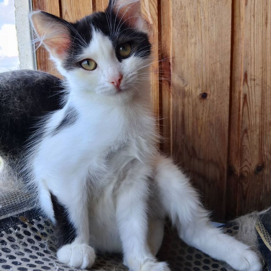Котенок