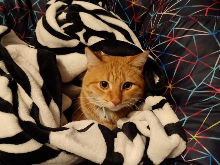 Отдам кота в добрые руки