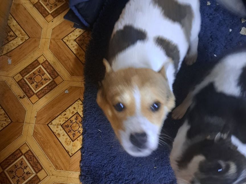 Отдам бесплатно щенки