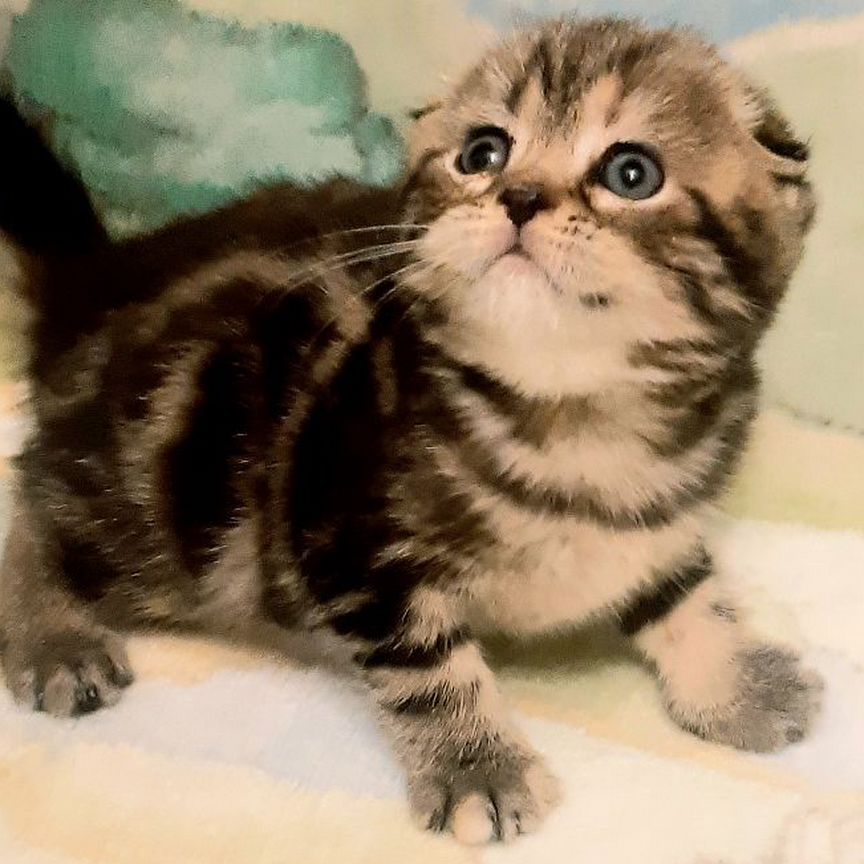Шотландский вислоухий короткошёрстный котёнок