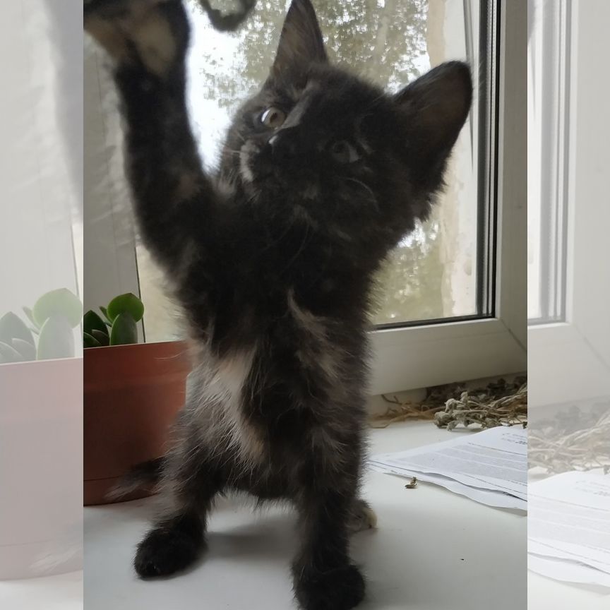 Отдадим в хорошие руки котенка, девочка, 1,5 мес