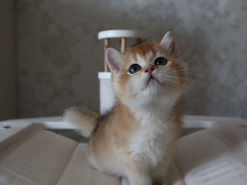 Британские котята золотая шиншилла