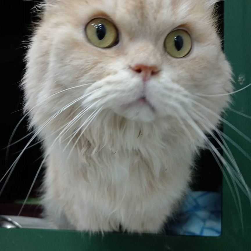 Пушистый красавчик 5 лет ищет дом