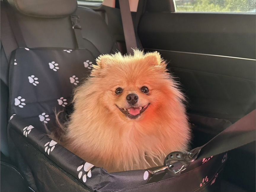 Автогамак для животных