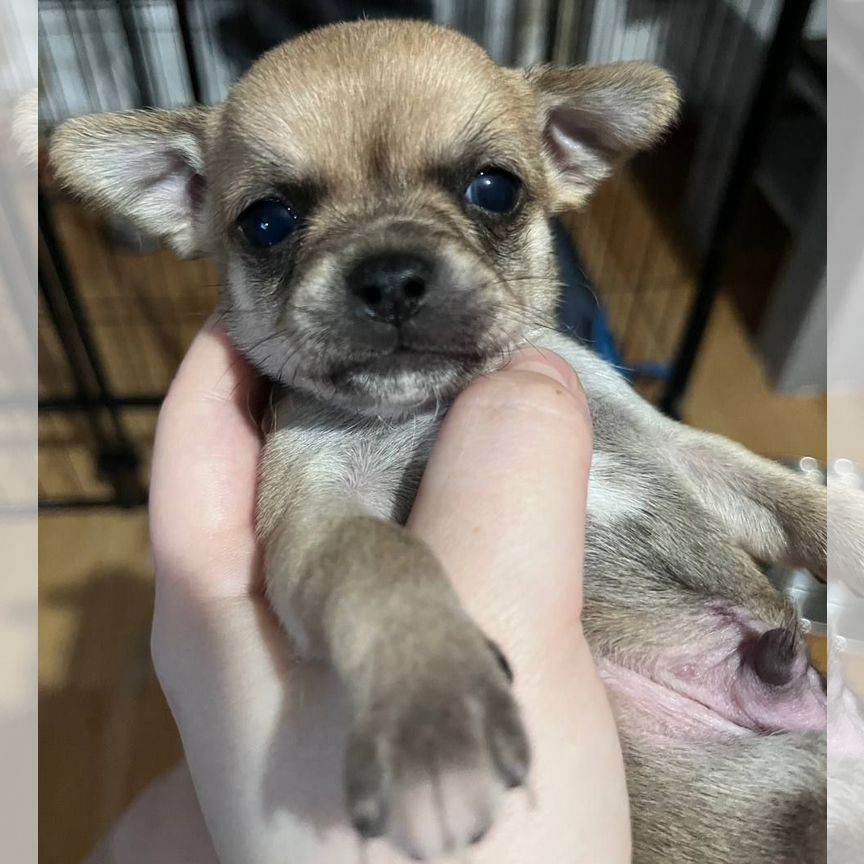 Чихуахуа, щенок