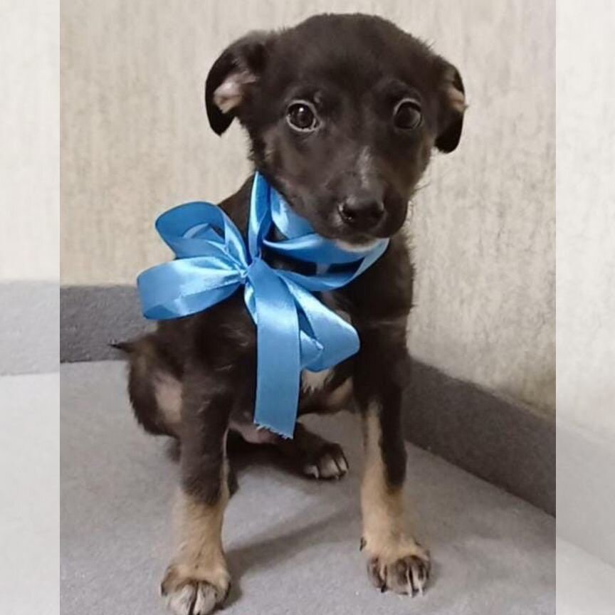 Отдам щенка в добрые руки маленьких пород