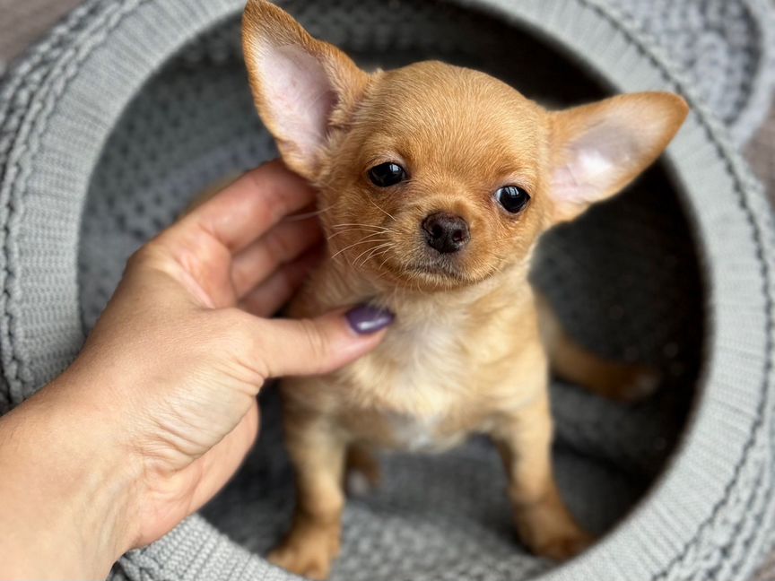 Чихуахуа мальчик