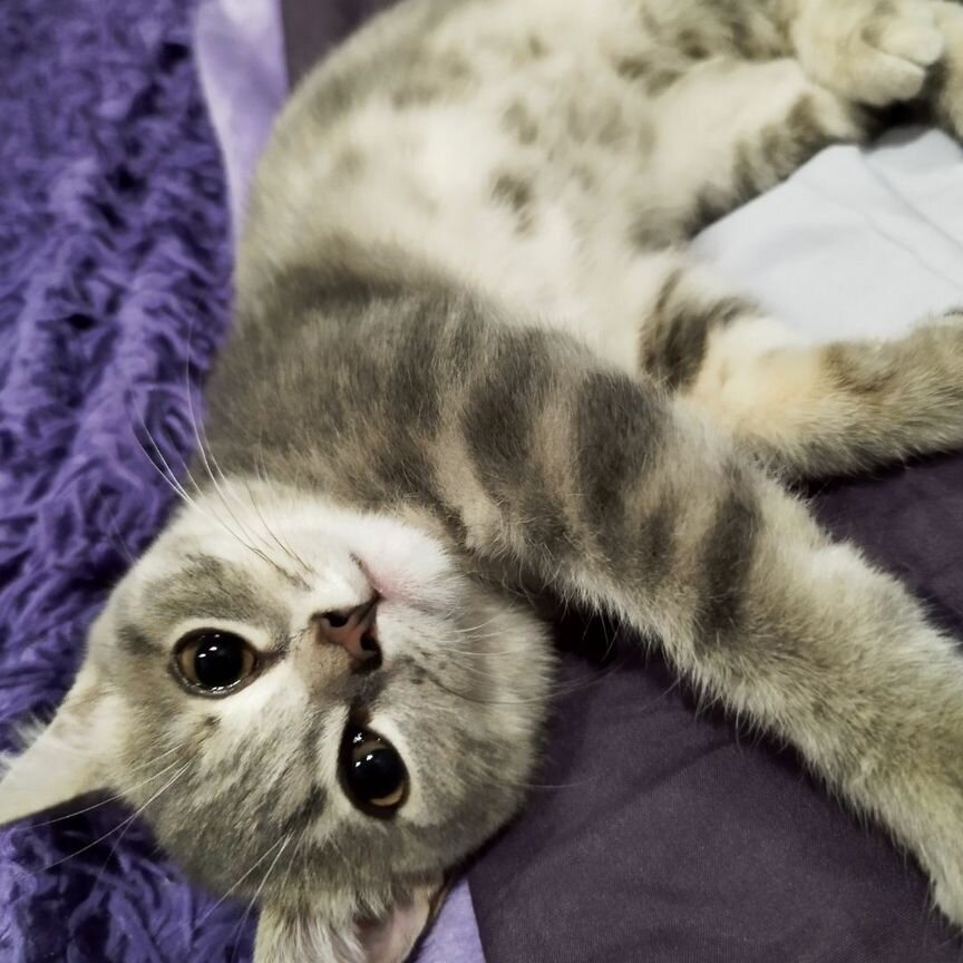 Шотландская кошечка прямоухая