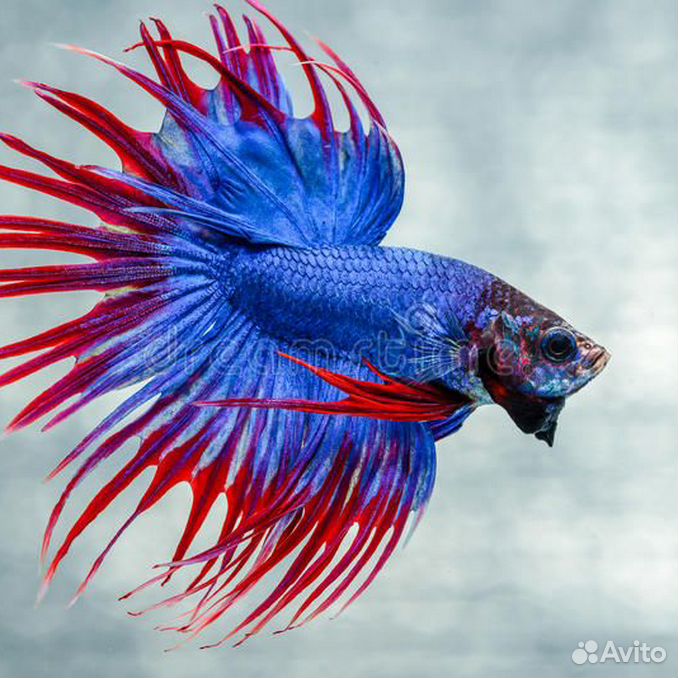 Петушок сиамский Корона - Сине-красный