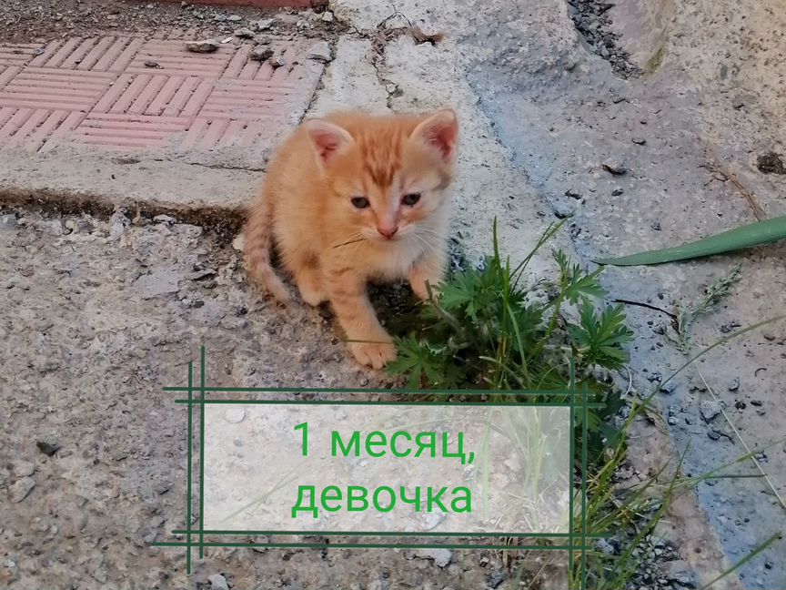 Отдам в добрые руки котят: возраст 2 мес, и 1 мес