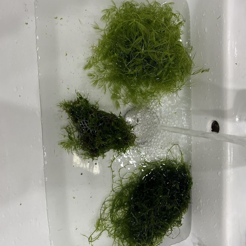 Аквариумное растение набором