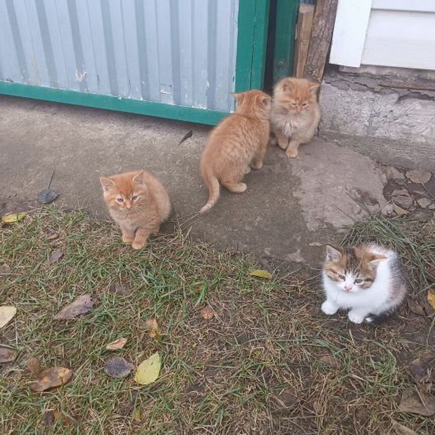 Рыженькая кошечка и трёхцветная кошечка