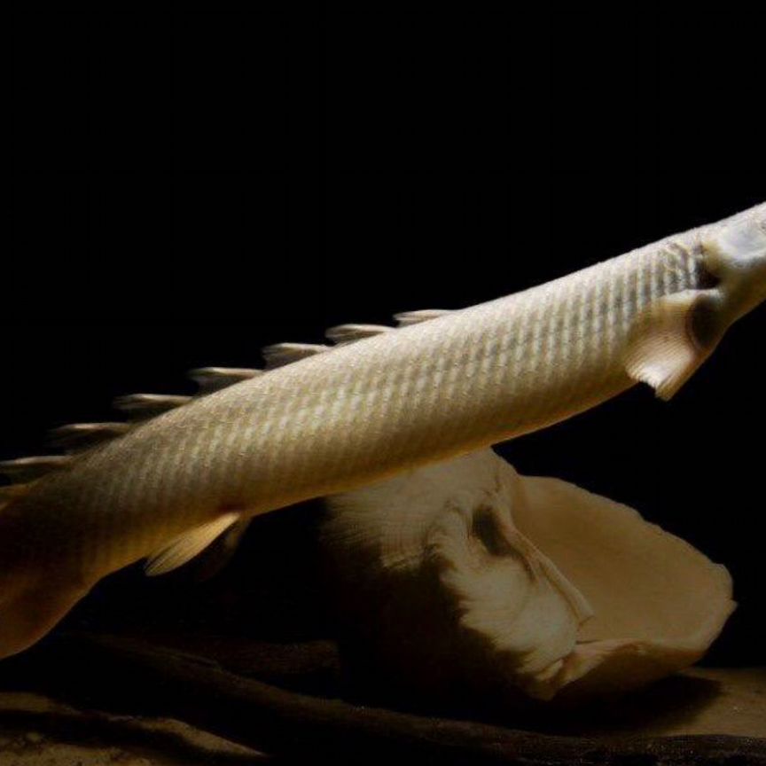 Полиптерусы самец и самка