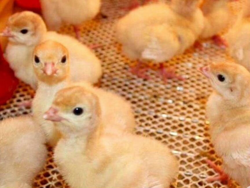 Цыплята индейки