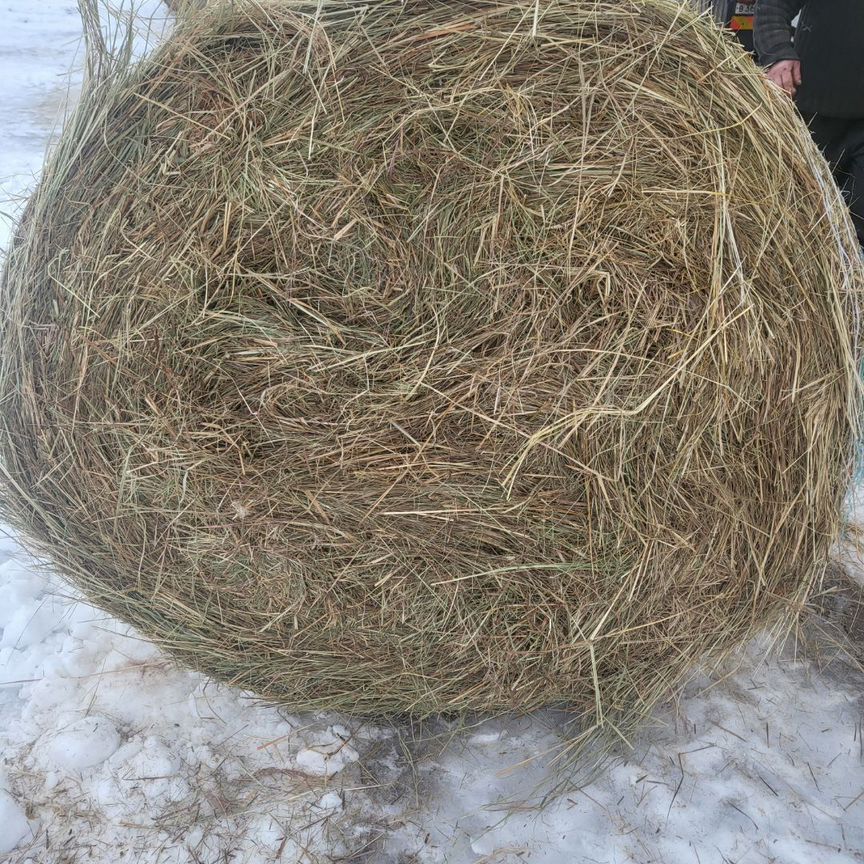 Сено в рулонах