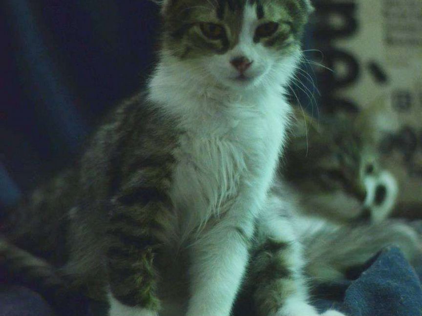 Котенок бесплатно в добрые руки