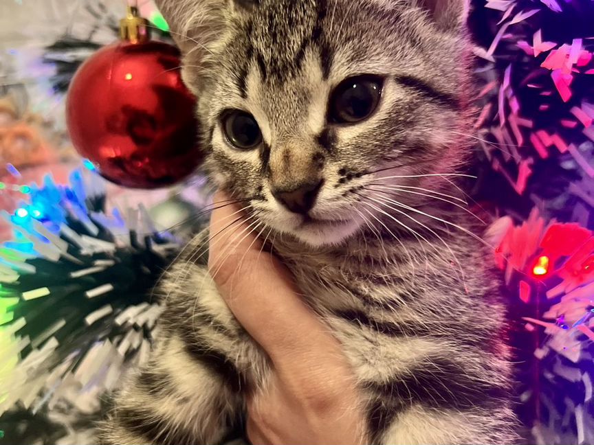 Отдам в хорошие руки котят