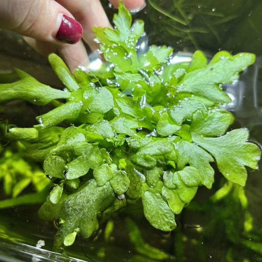 Папортник крыловидный аквариумный