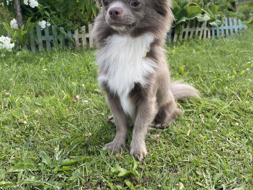 Вязка чихуахуа