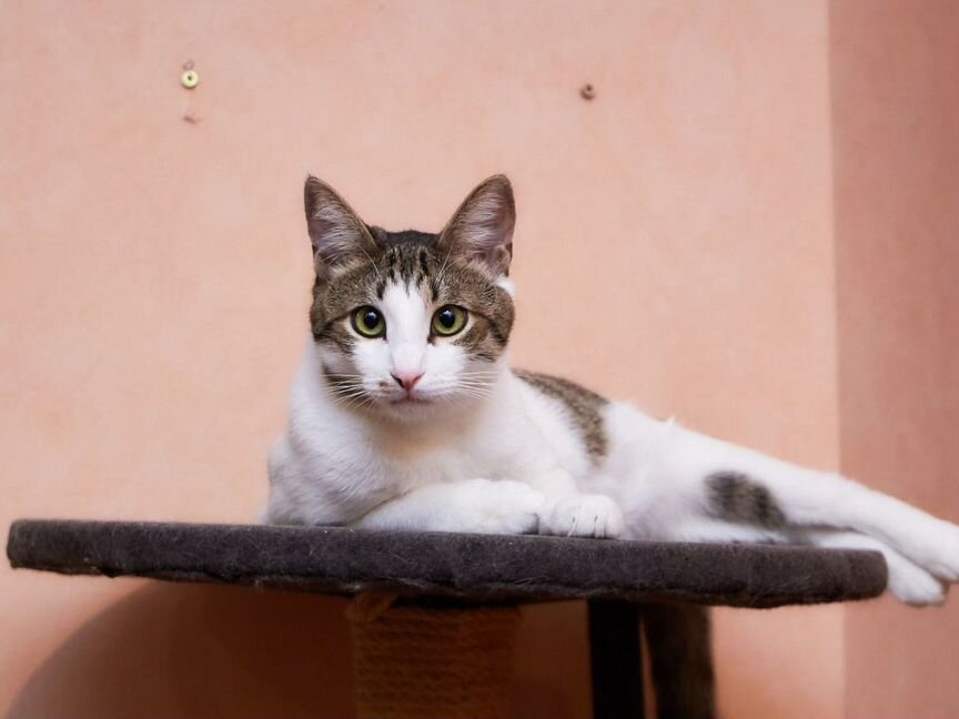 Длиноногий котенок с изюминкой во взгляде в дар