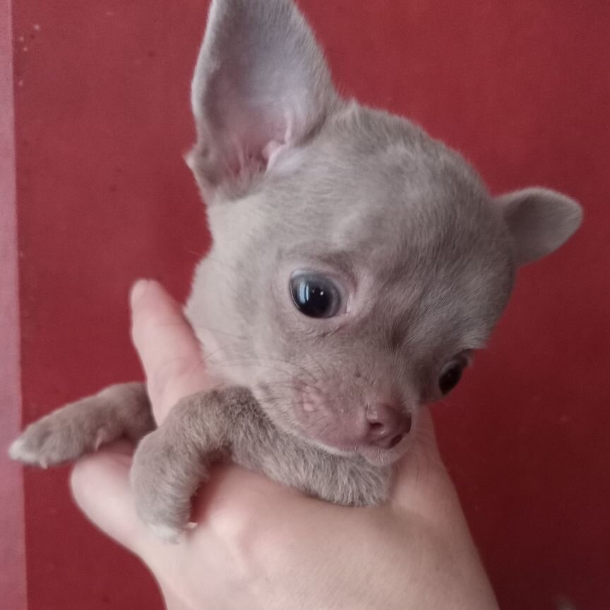 Чихуахуа, щенок