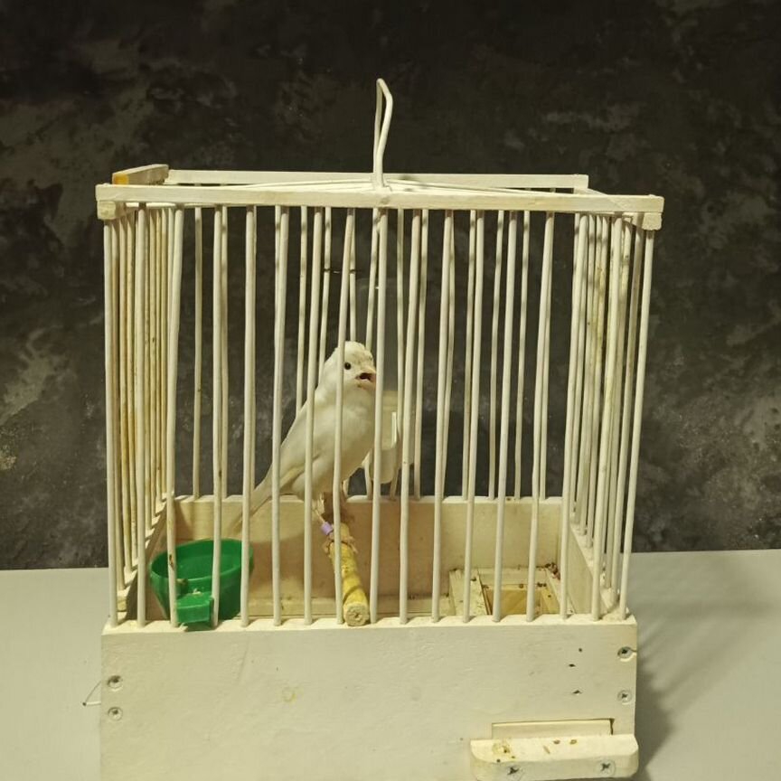 Кенара и канарейки