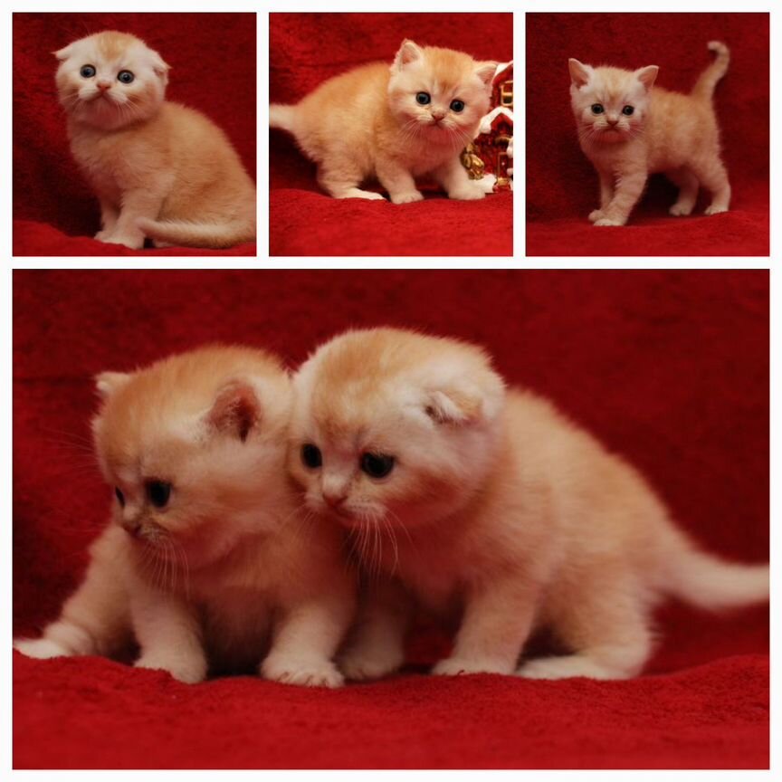 Шотландские котята