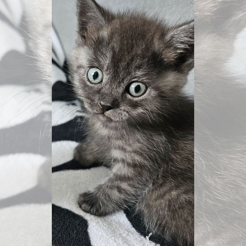 Шотландский прямоухий короткошёрстный котёнок