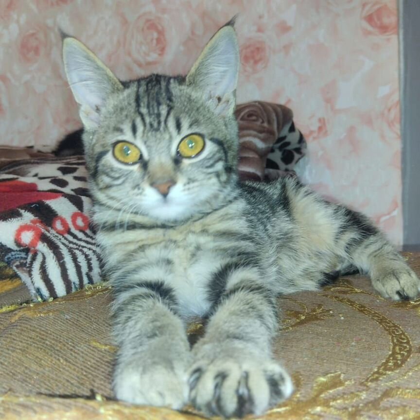 Шпротинка Тигруся в дар