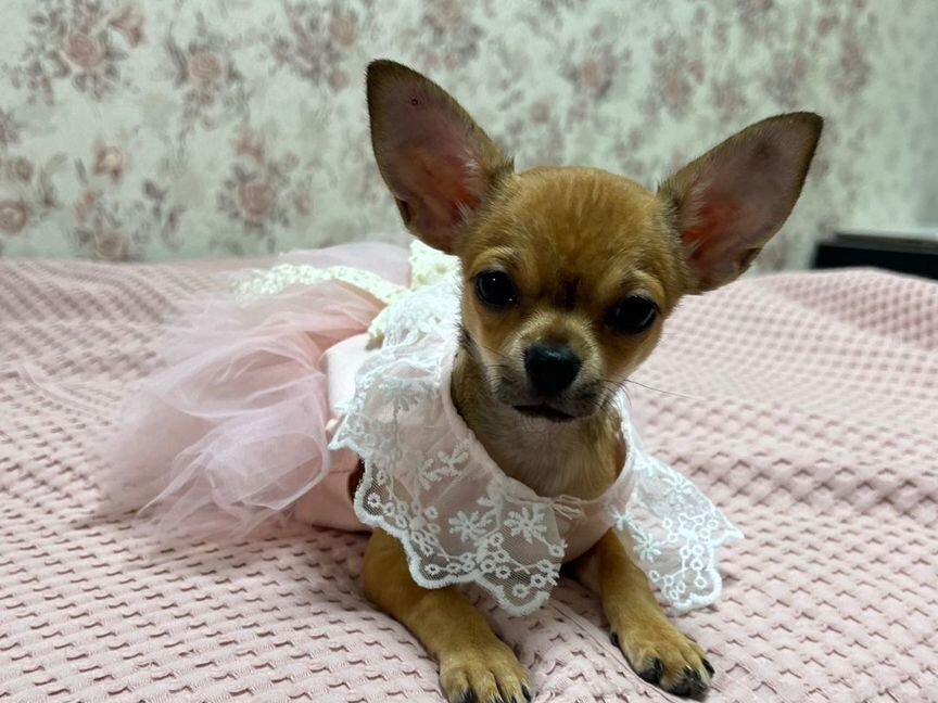 Щеночек чихуахуа
