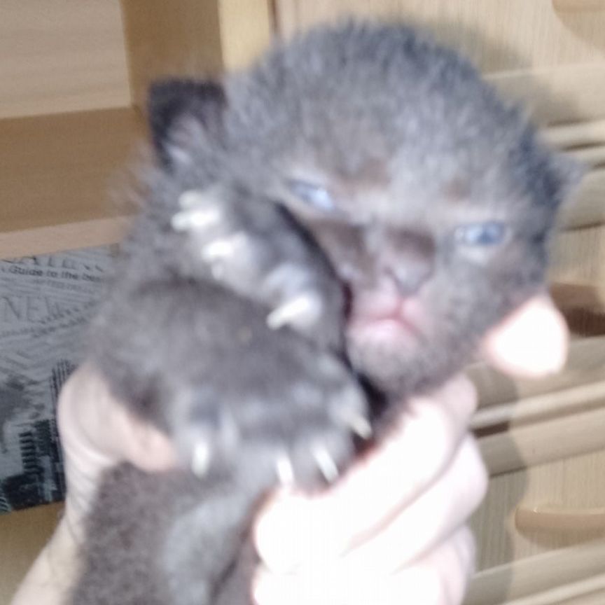 Чаузи котёнок