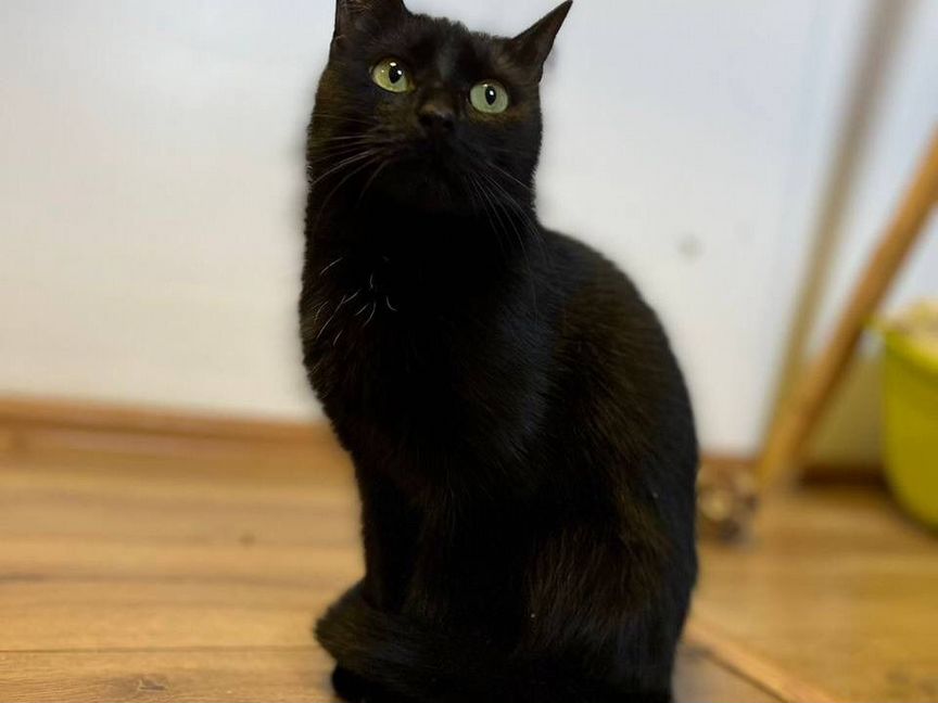 Изящная Лейла