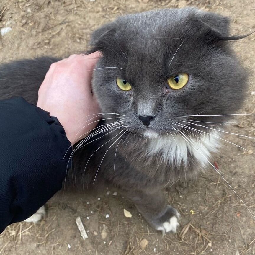 Вислоухий кот ищет дом