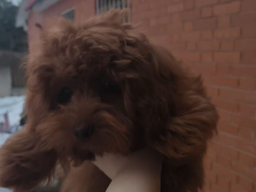 Мальтипу ред браун