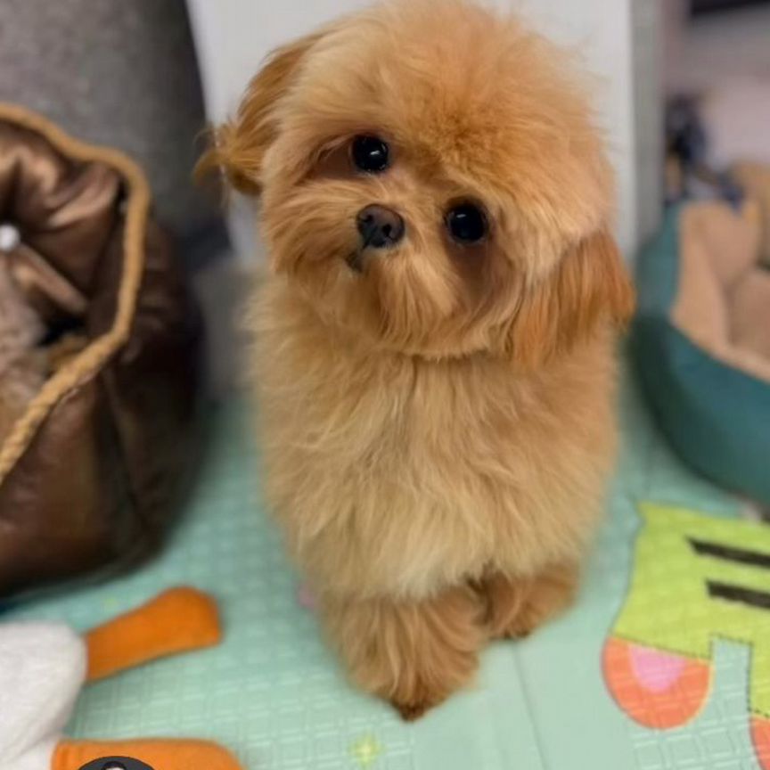 Мальтипу, щенок