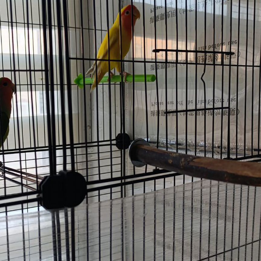 Попугай неразлучники. 4000 пара