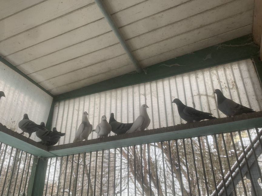 Отдам спортивных голубей