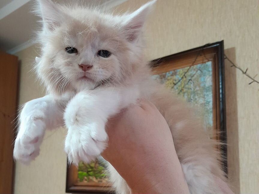 Снежный великан