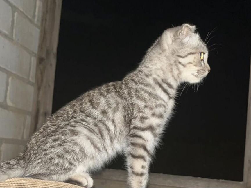 Полосатая вислоухая кошечка