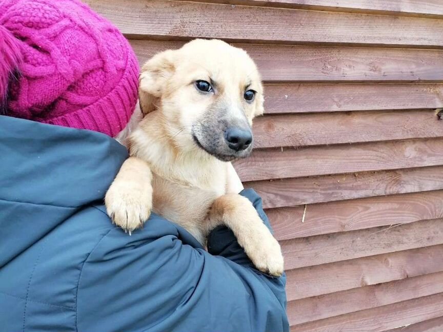 Рыженькая Пальма ищет дом в добрые руки