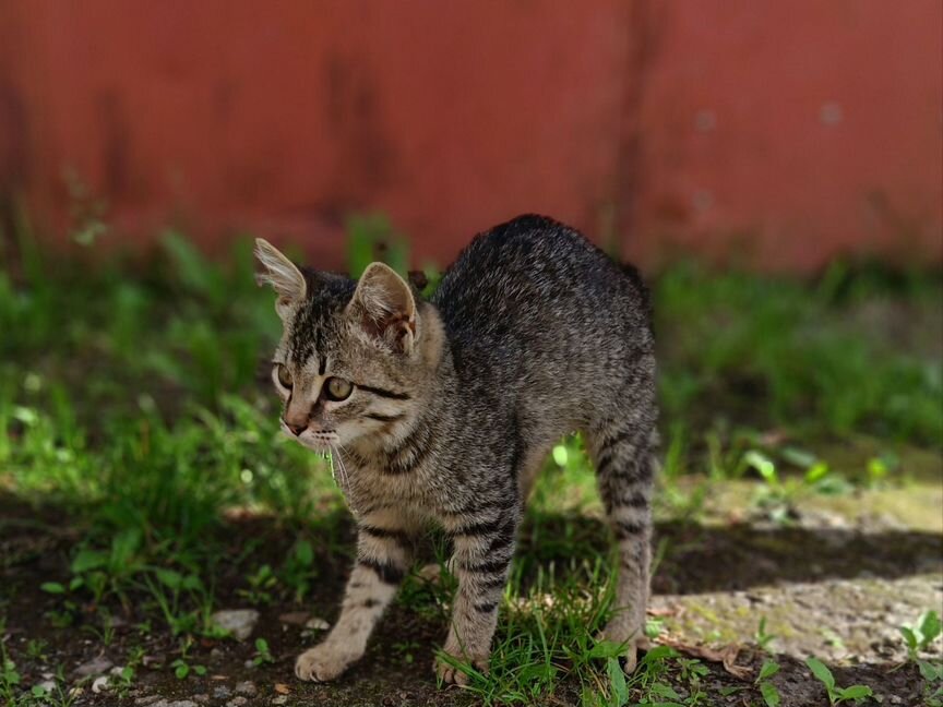 Котенок бесплатно в добрые руки в дар