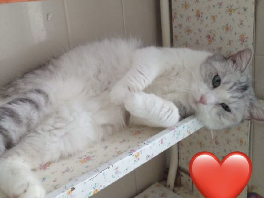 Ласковый котик сирота