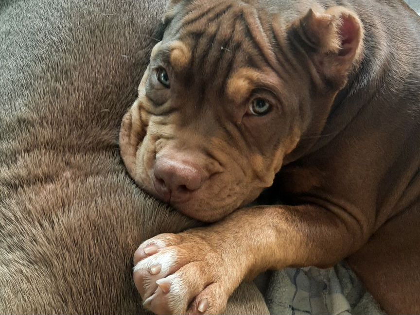 Американский булли покет